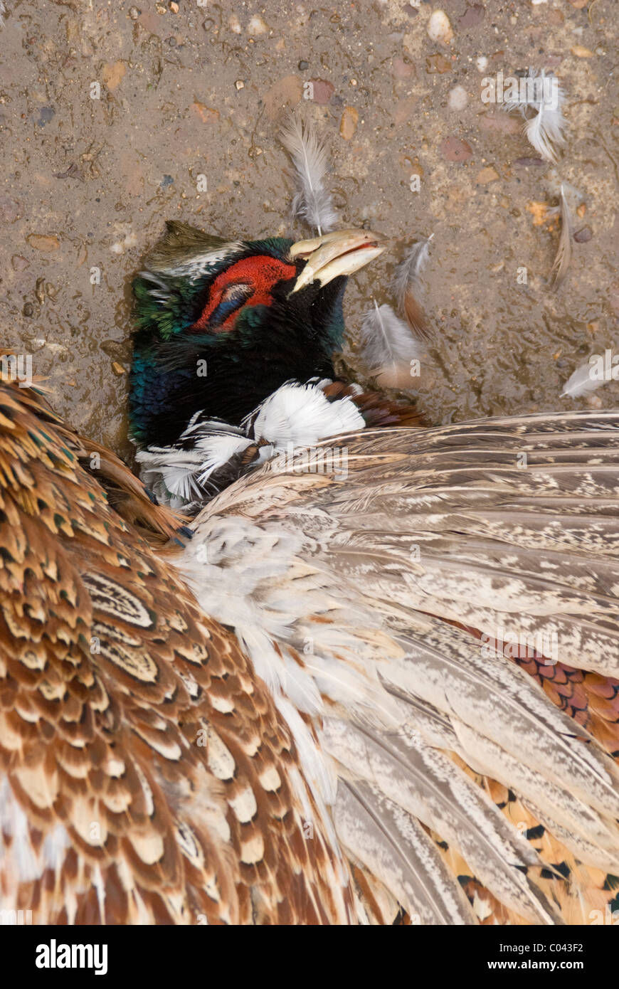 Dead cock pheasant at the side of the road Stock Photo - Alamy