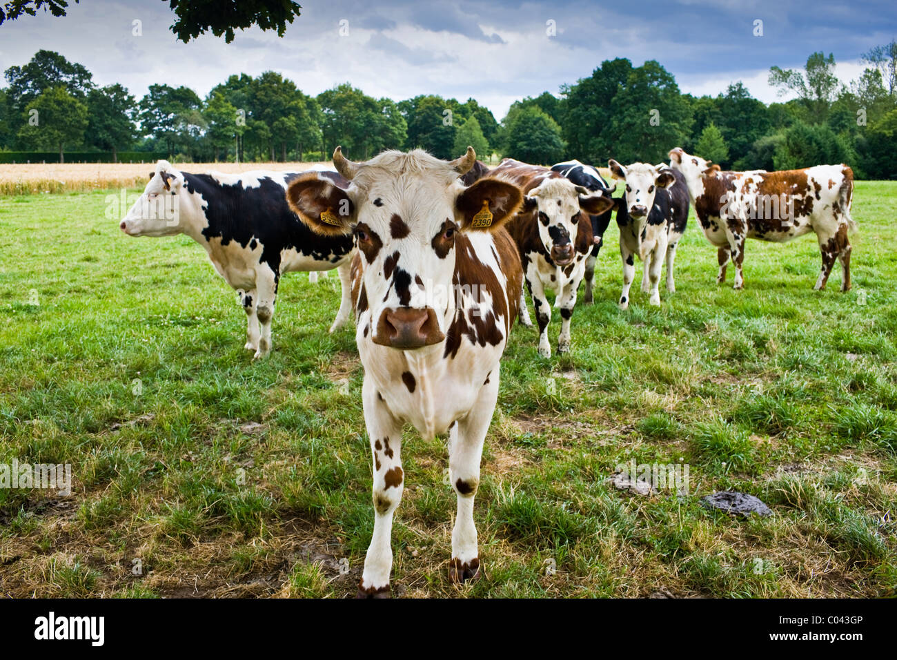 Brown and white French Normandy cow with herd of cattle in a meadow in ...