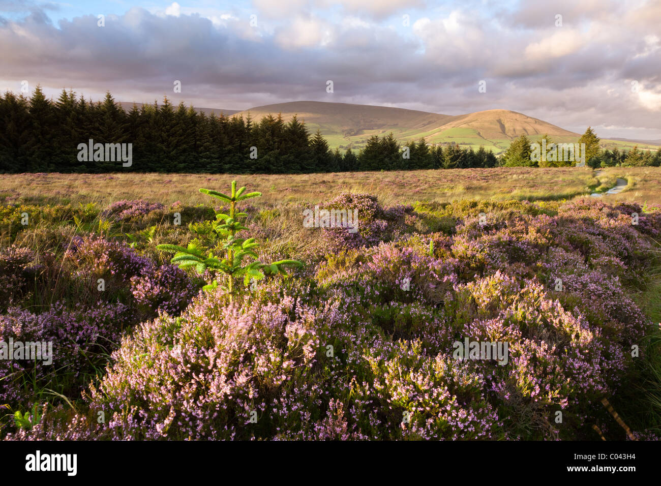 View from Beacon Fell to Fair Snape and Parlick, Forest of Bowland ...