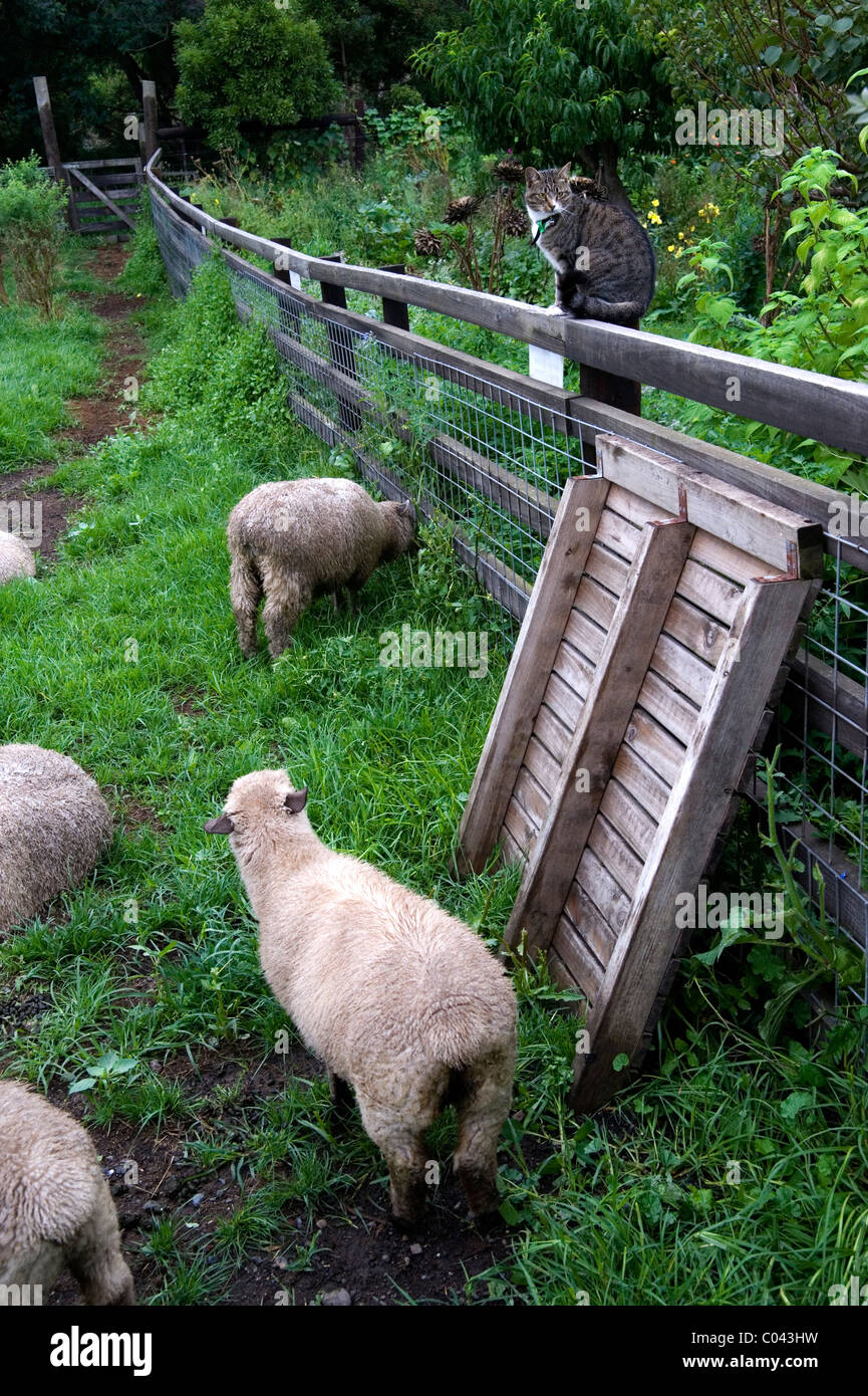 cat watching sheep Stock Photo - Alamy