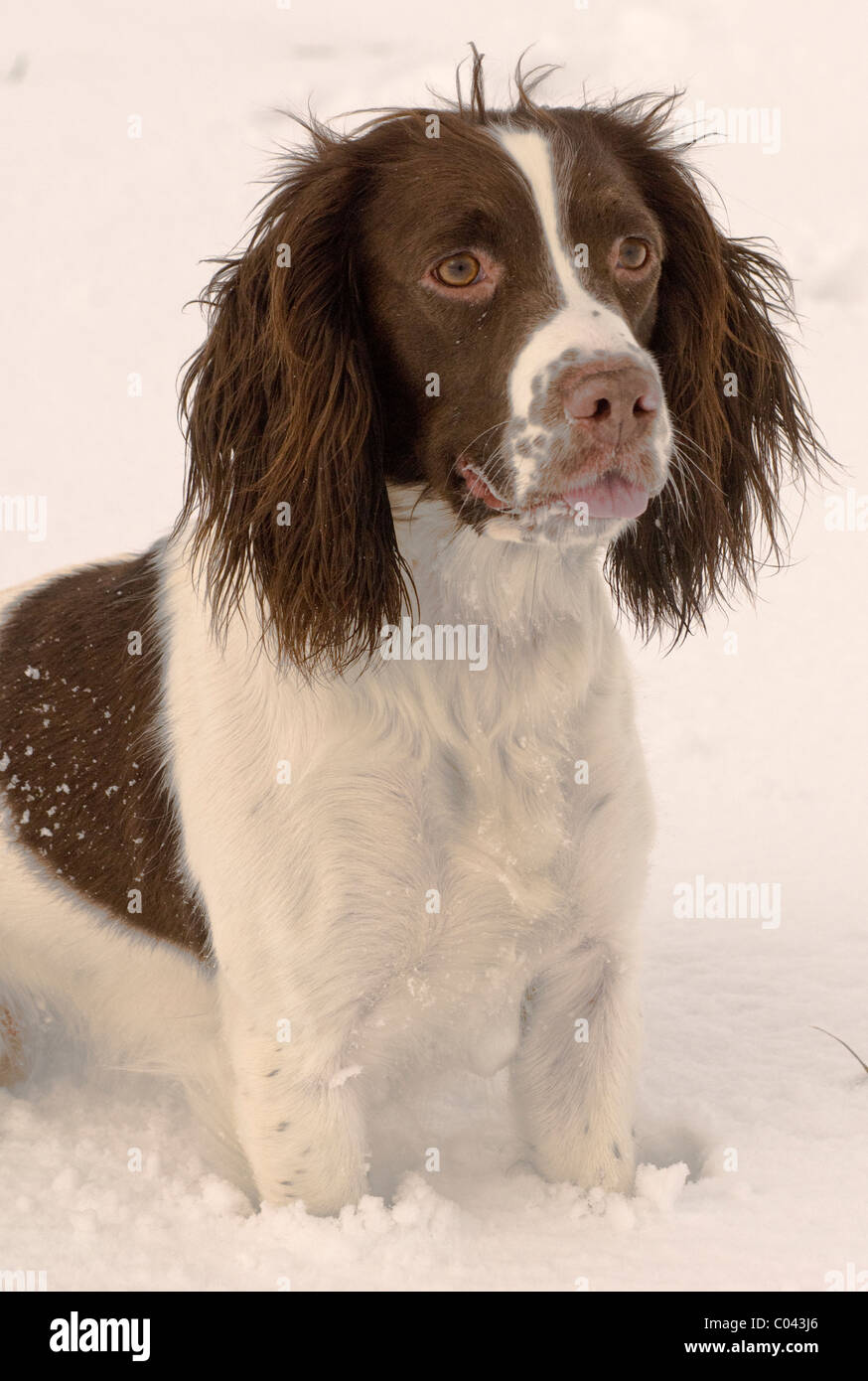 English Springer Spaniel In The Snow High Resolution Stock Photography ...