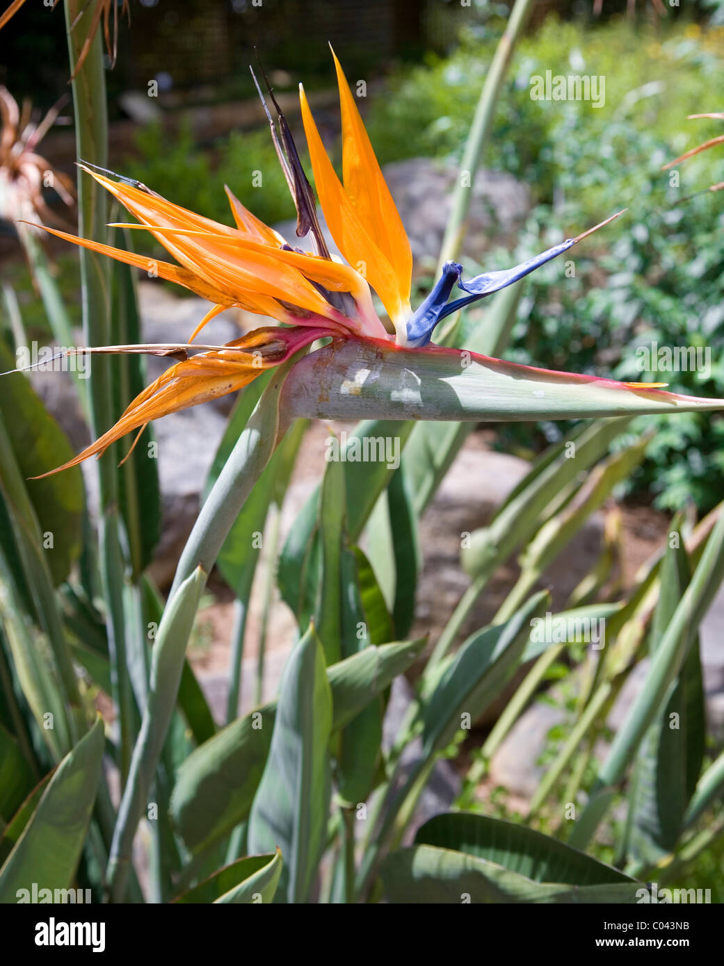 Strelitzia Bird of Paradise flower at Kirstenbosch - Cape Town Stock ...