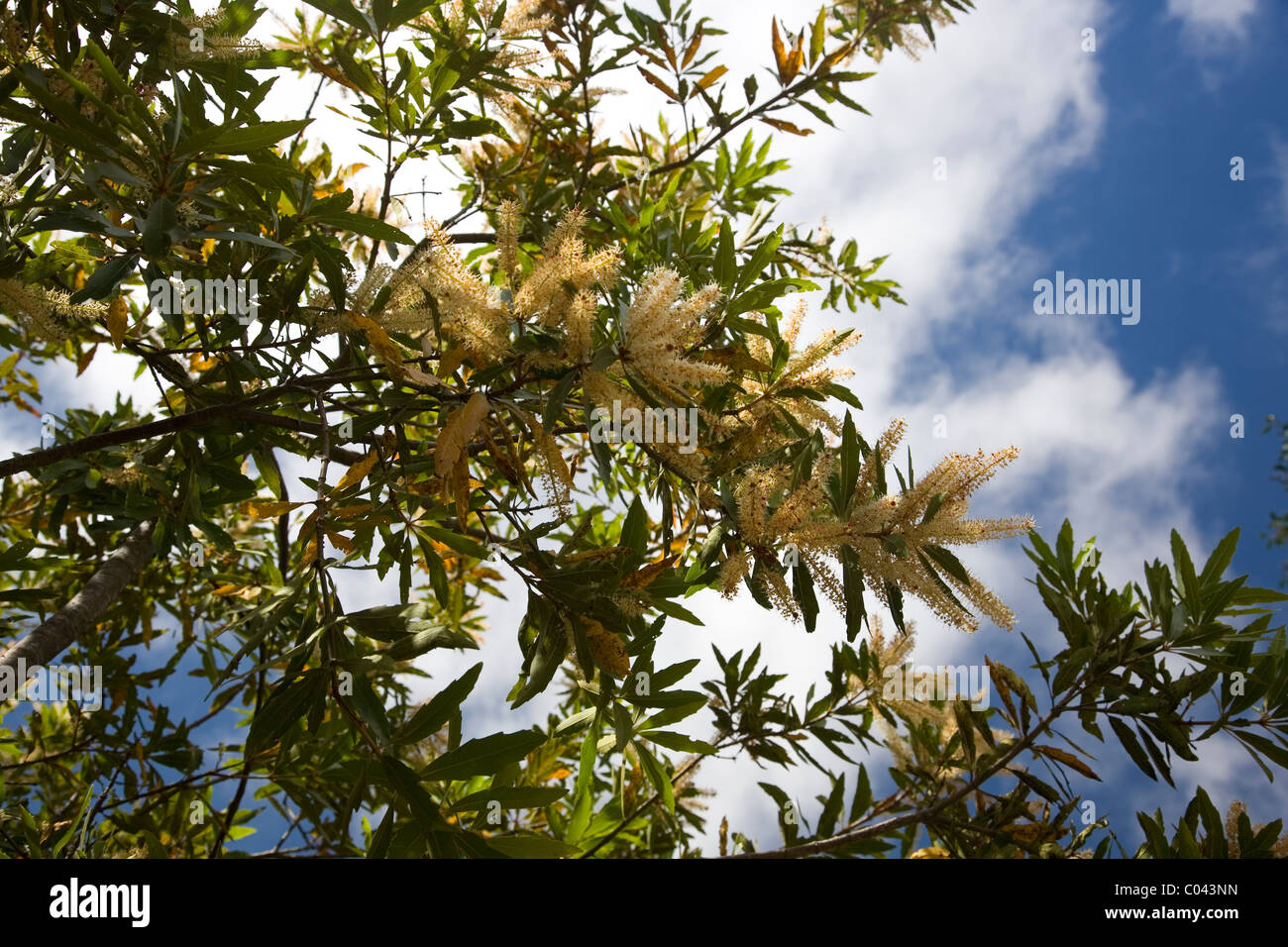 Brabejum stellatifolium hi-res stock photography and images - Alamy