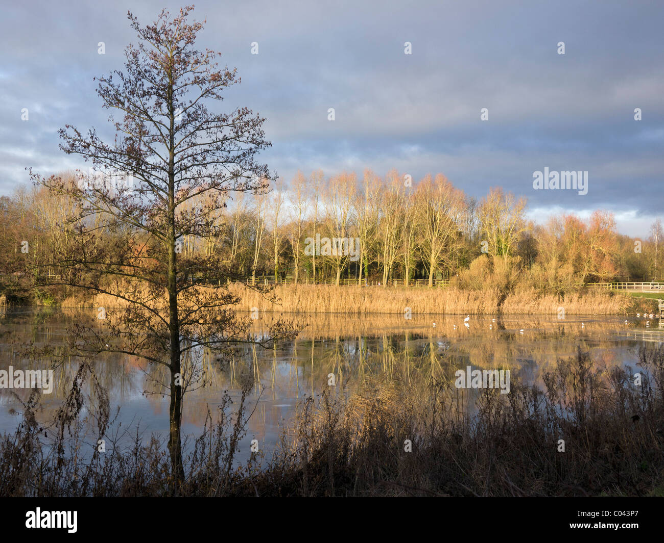 arrow valley country park redditch Stock Photo - Alamy