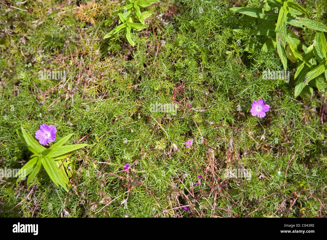 South african cape geranium hi-res stock photography and images - Alamy