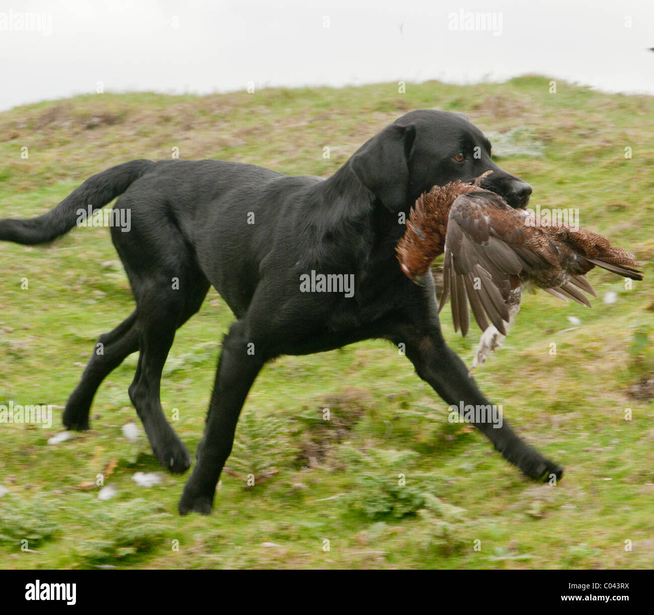 Carrying game birds hi-res stock photography and images - Alamy