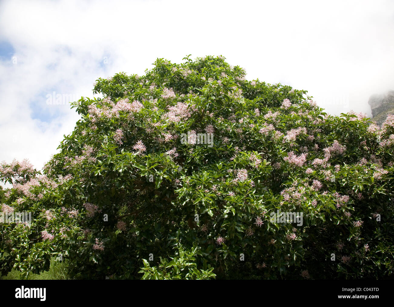 Calodendrum Capense or Cape Chestnut Tree at Kirstenbosch Gardens in ...