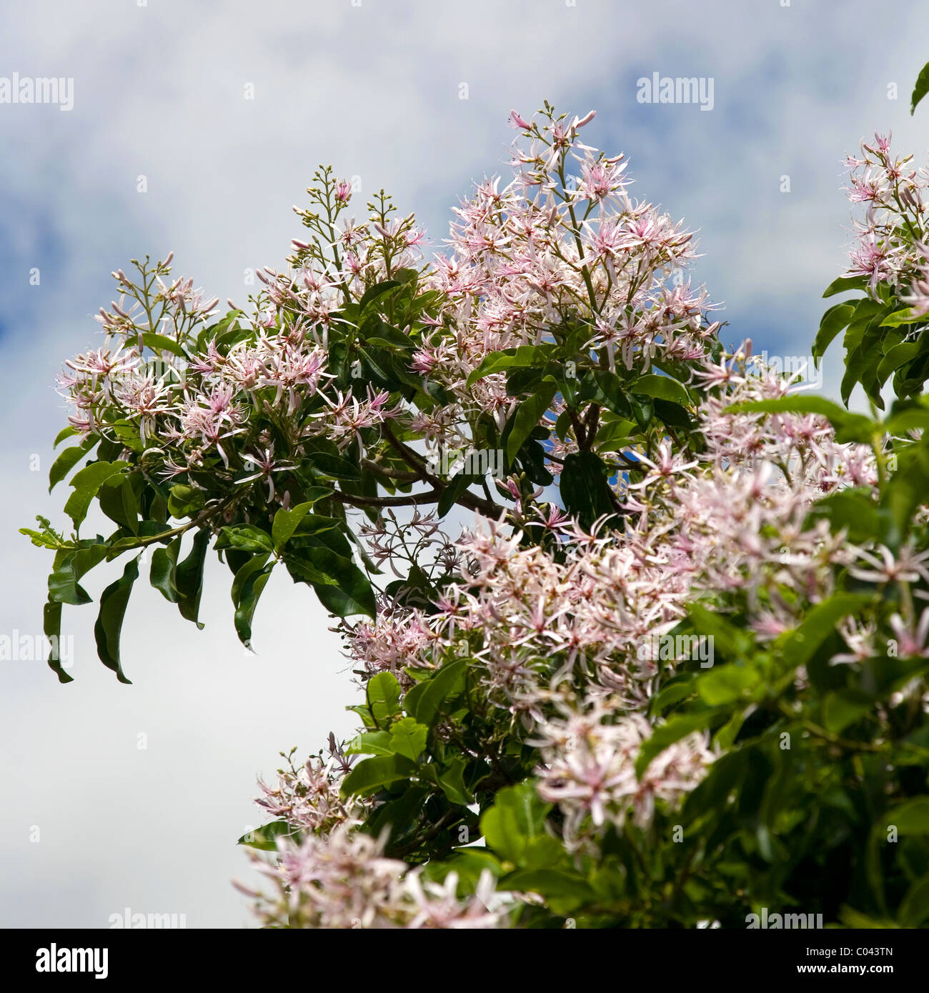 Calodendrum Capense or Cape Chestnut Tree at Kirstenbosch Gardens in ...
