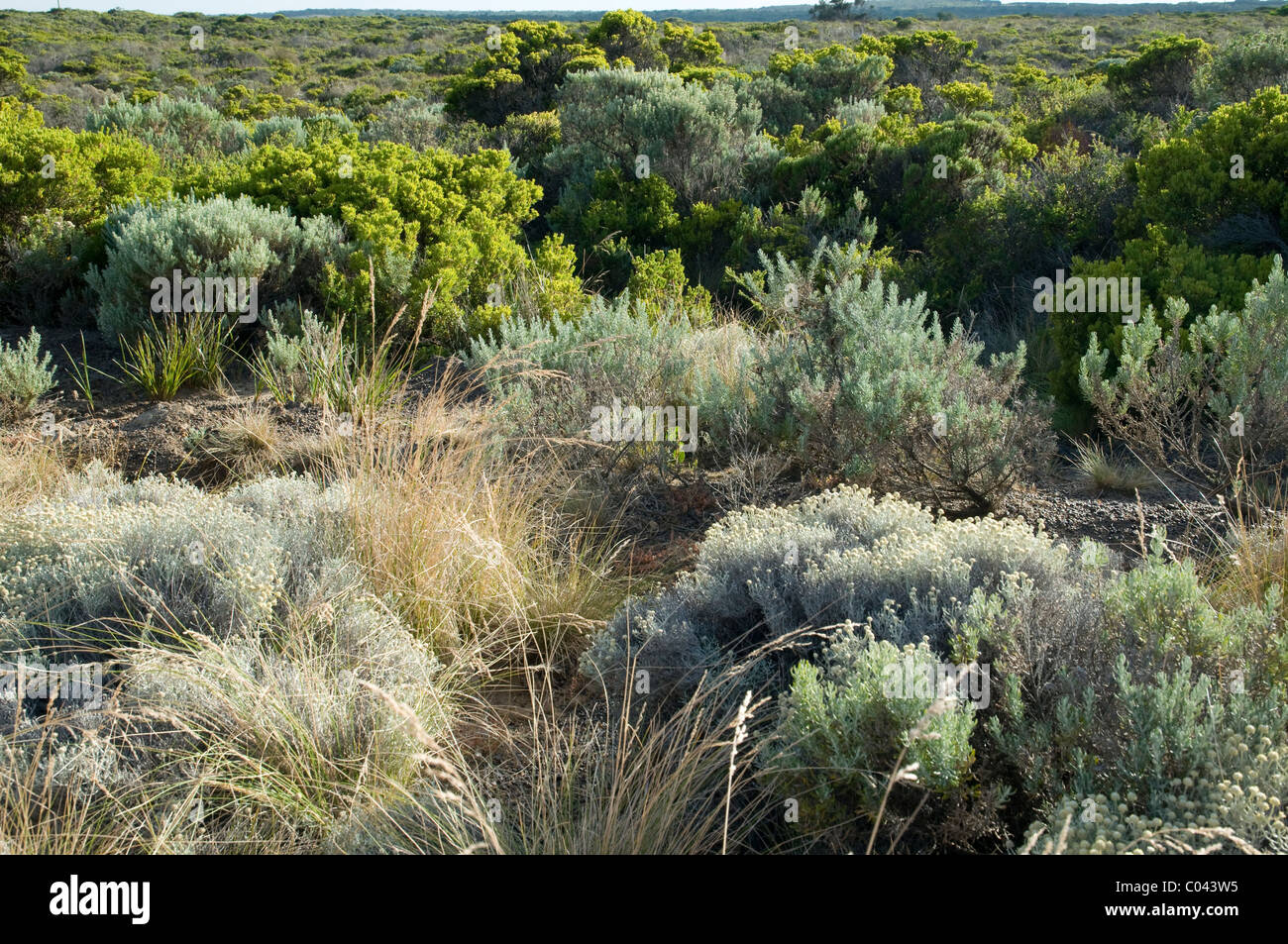 Scrubland hi-res stock photography and images - Alamy