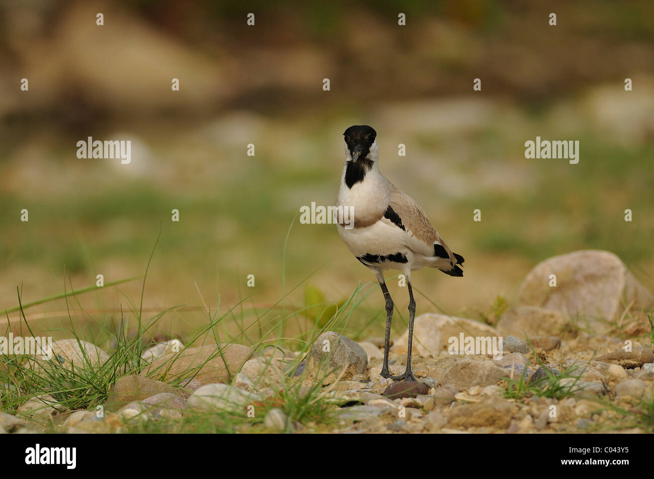 River lapwing on a dry river bed in Jim Corbett Tiger Reserve, India ...