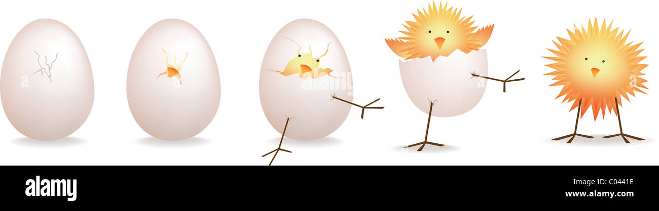 hatching bird from a egg Stock Photo - Alamy