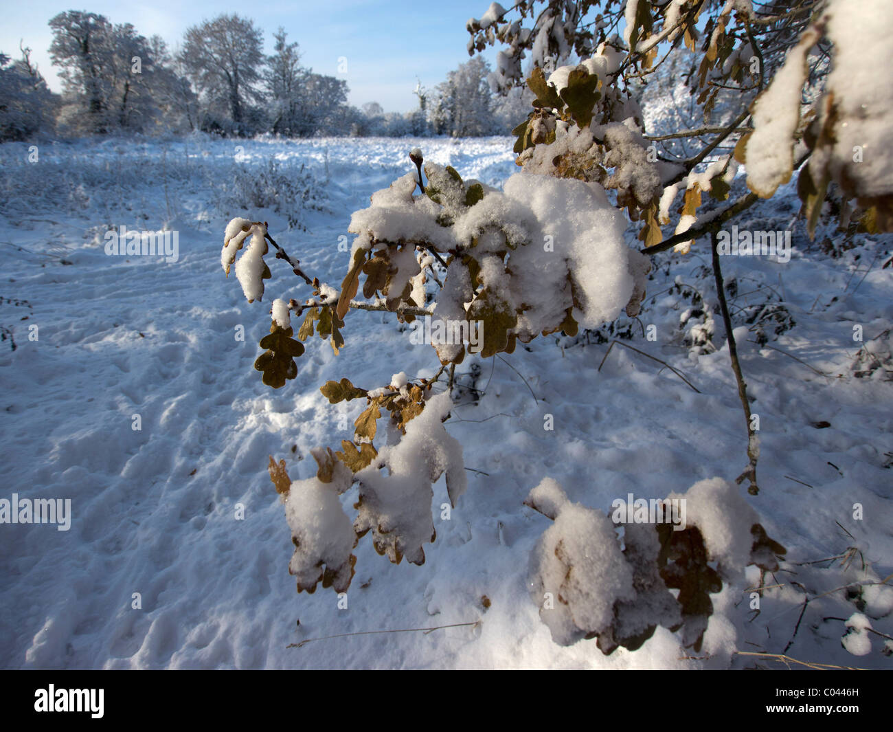 snow winter cold freezing december Stock Photo - Alamy
