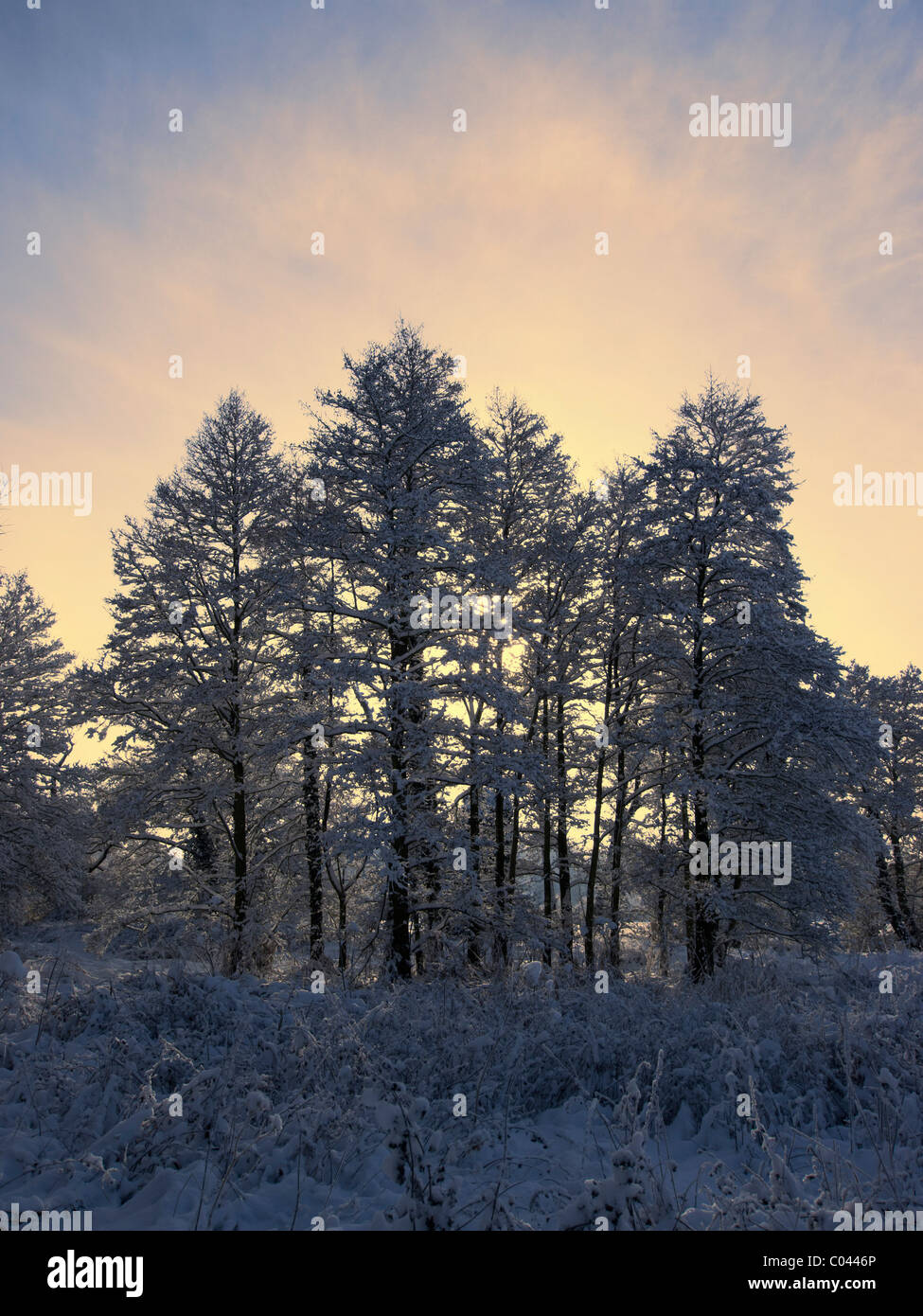 snow winter cold freezing december Stock Photo - Alamy