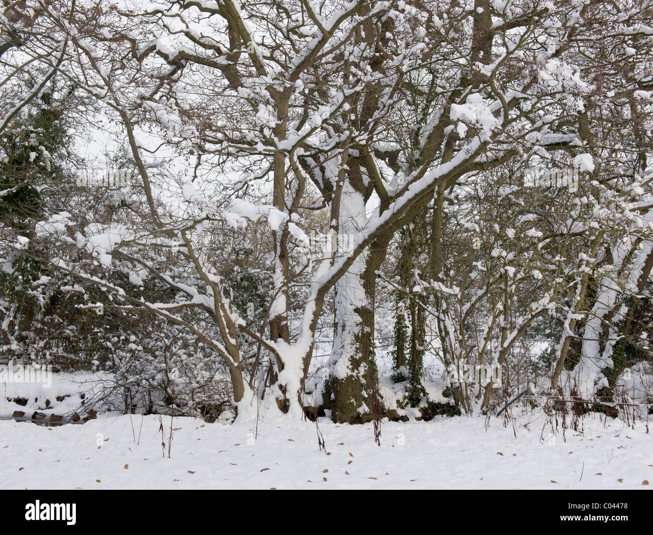 snow winter cold freezing december Stock Photo - Alamy