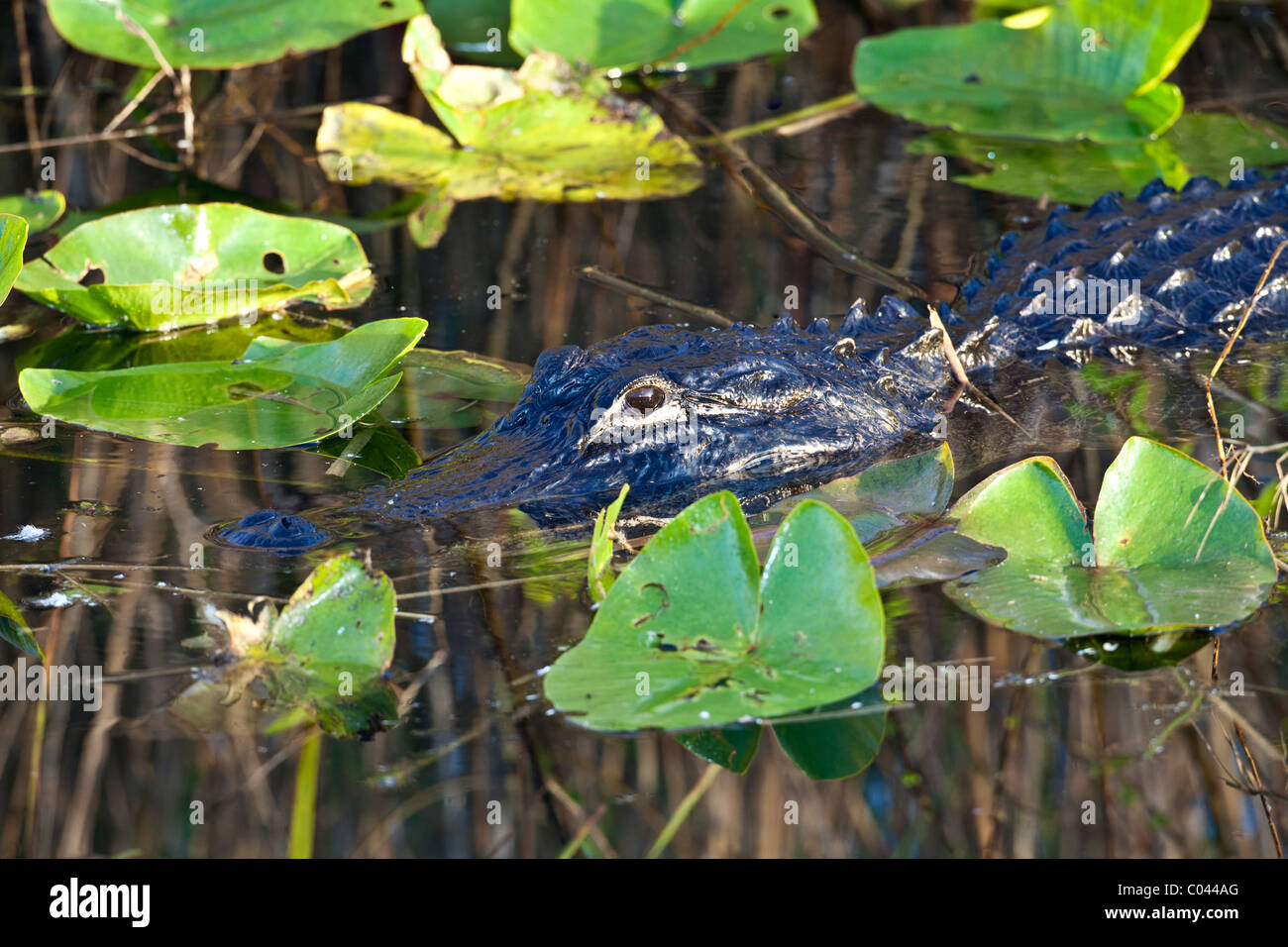 American alligator (Alligator mississippiensis) in Everglades National ...
