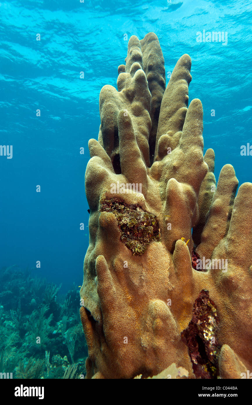Pillar coral hi-res stock photography and images - Alamy
