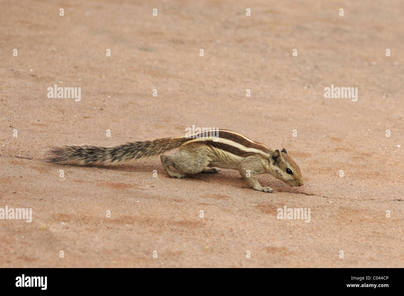 Northern Palm Squirrel (Funambulus pennantii) in Agra, Northern India ...