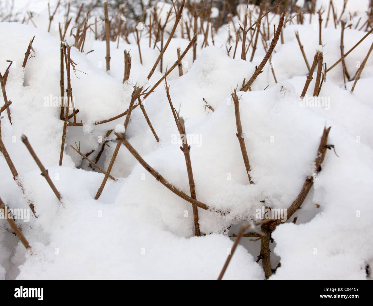 snow winter cold freezing december Stock Photo - Alamy