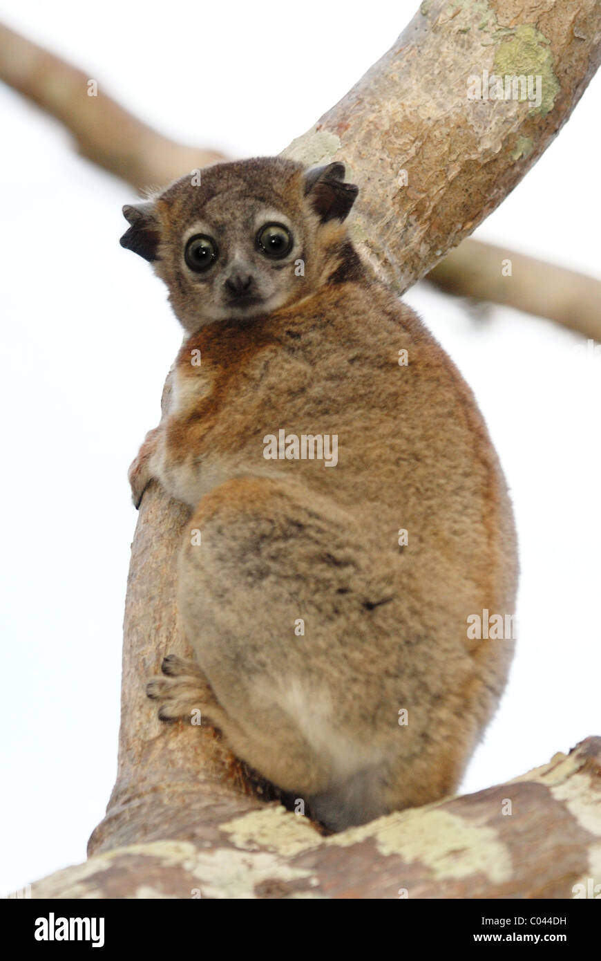 Hubbard's Sportive Lemur (Lepilemur hubbardorum) in the Reniala Nature ...