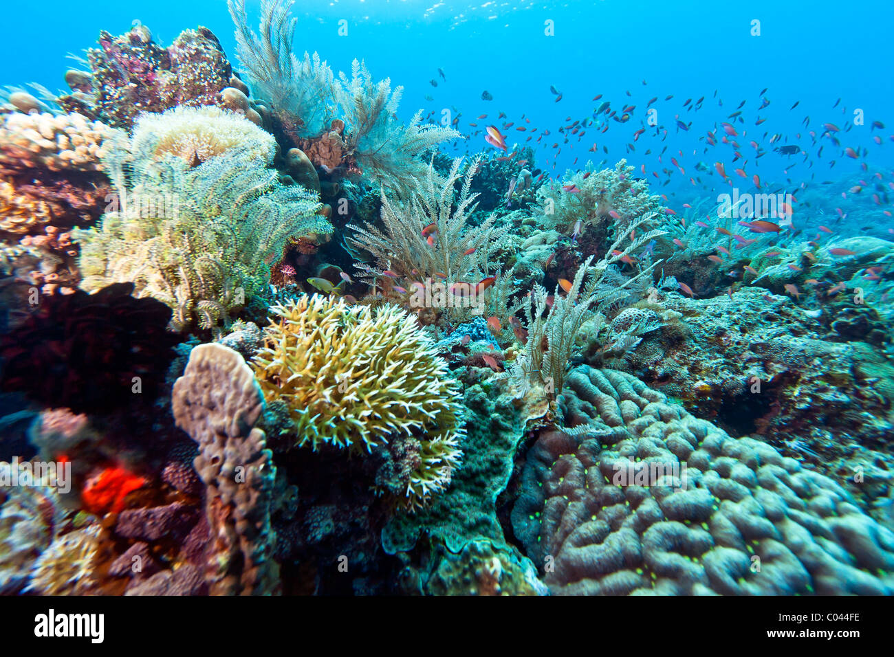 Coral gardens off the coast of Bunaken island Stock Photo - Alamy
