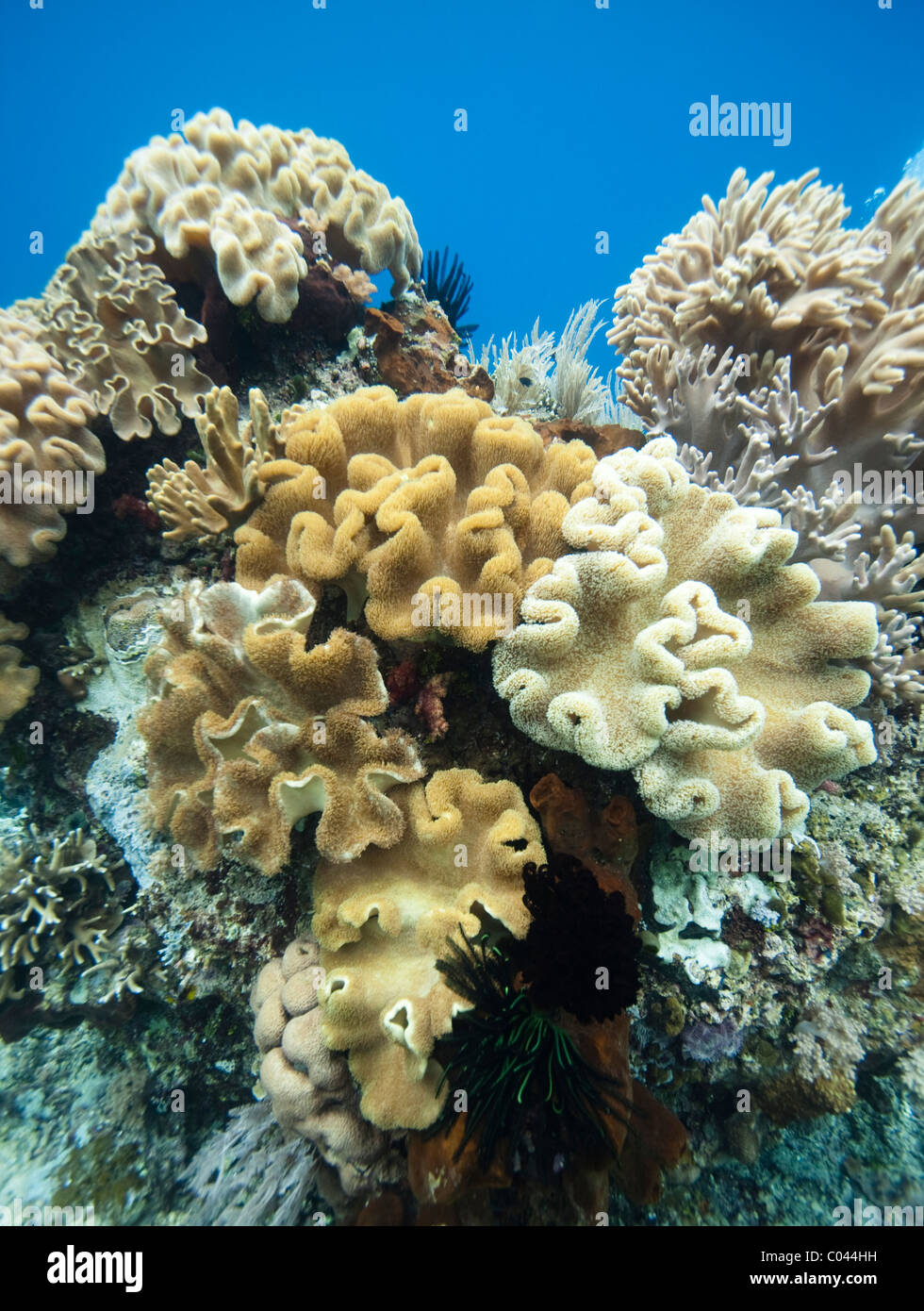 Coral gardens off the coast of Bunaken island Stock Photo - Alamy