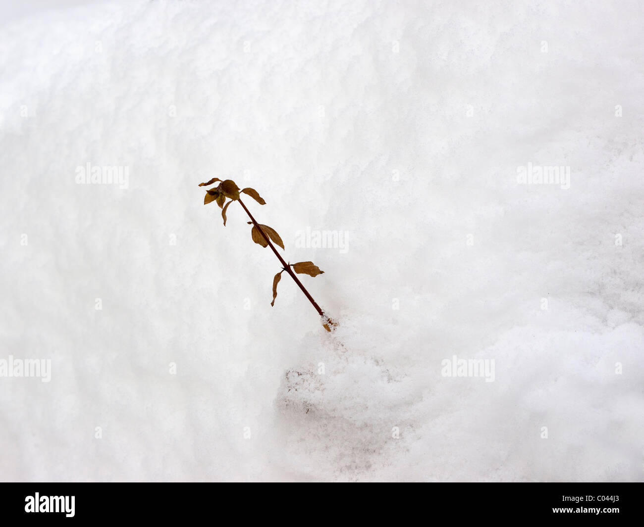 snow winter cold freezing december Stock Photo - Alamy