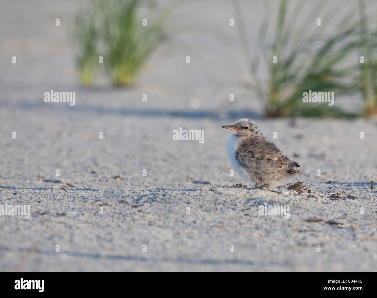 Young baby Common Tern at Nickerson beach in Long Island New York Stock ...