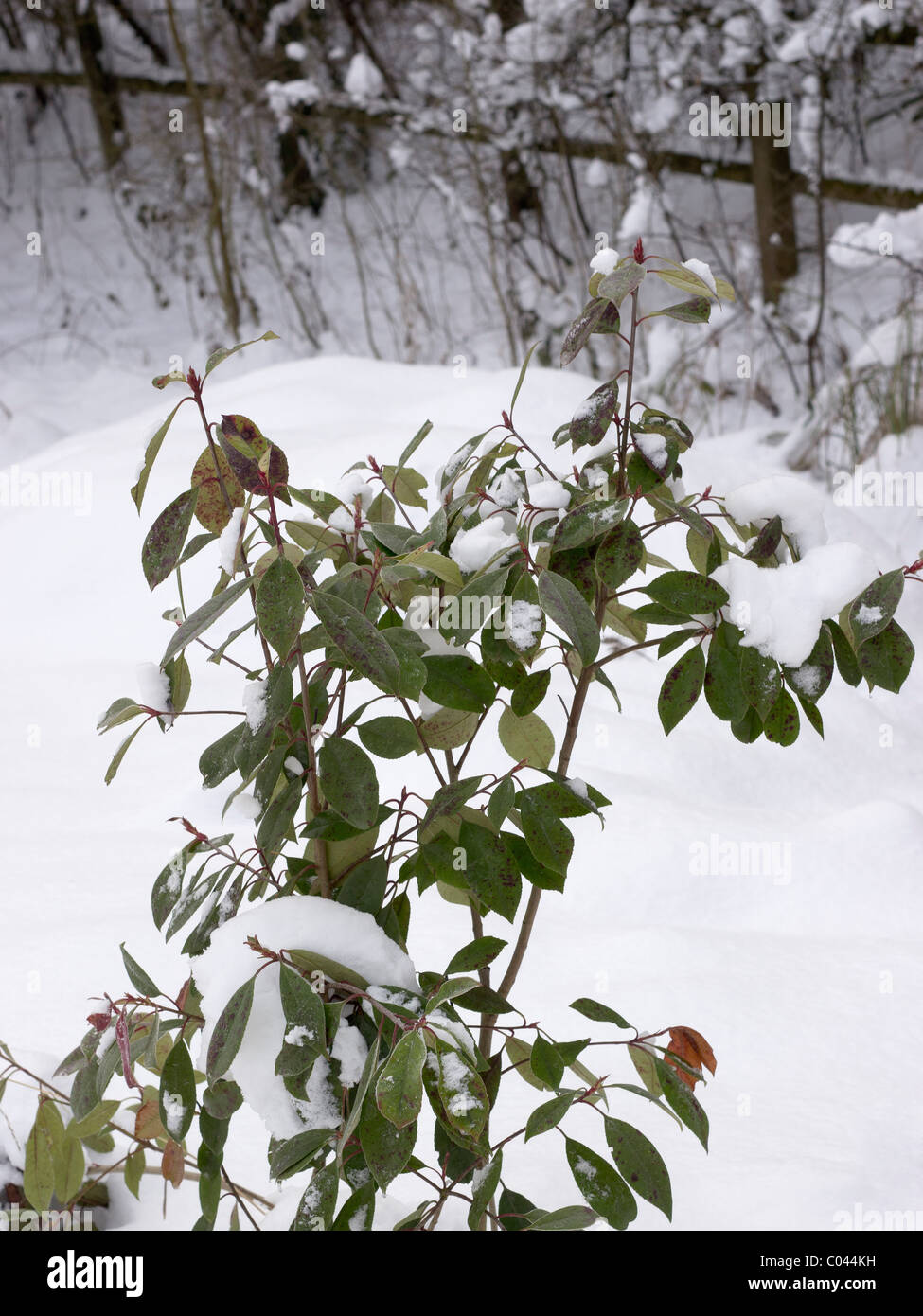 snow winter cold freezing december Stock Photo - Alamy