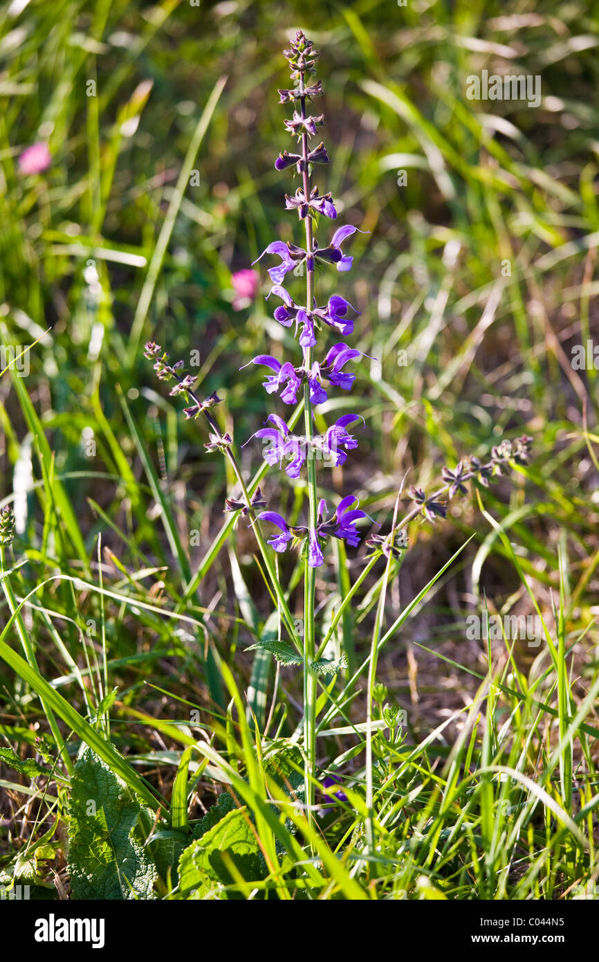Wildflowers in France Stock Photo - Alamy