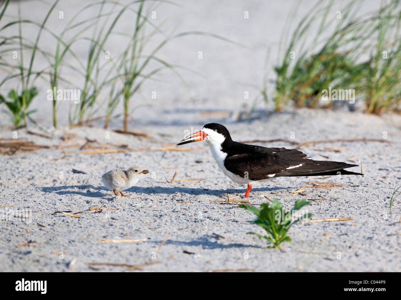 Skimmer on the beach hi-res stock photography and images - Alamy
