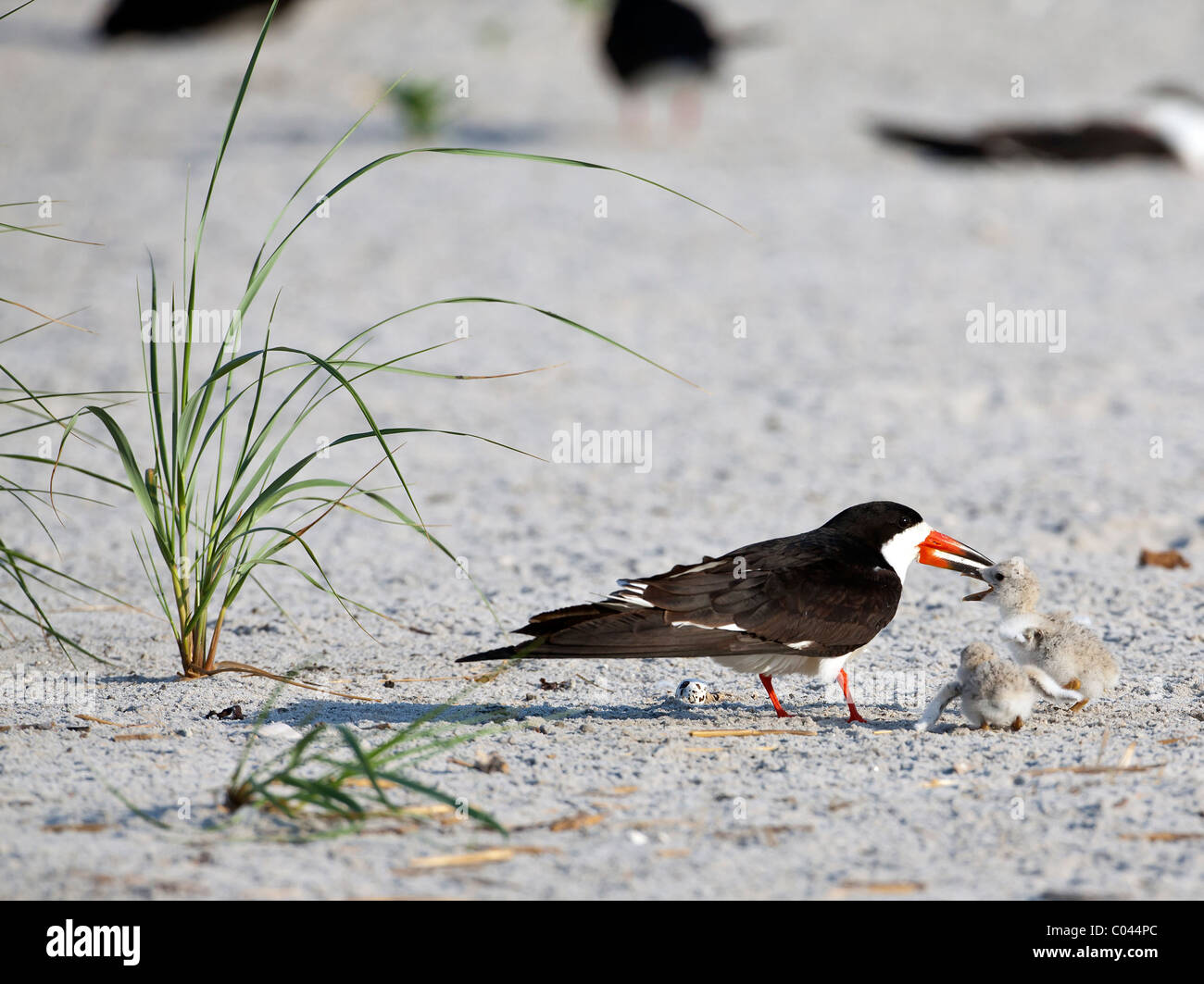 Skimmer on the beach hi-res stock photography and images - Alamy