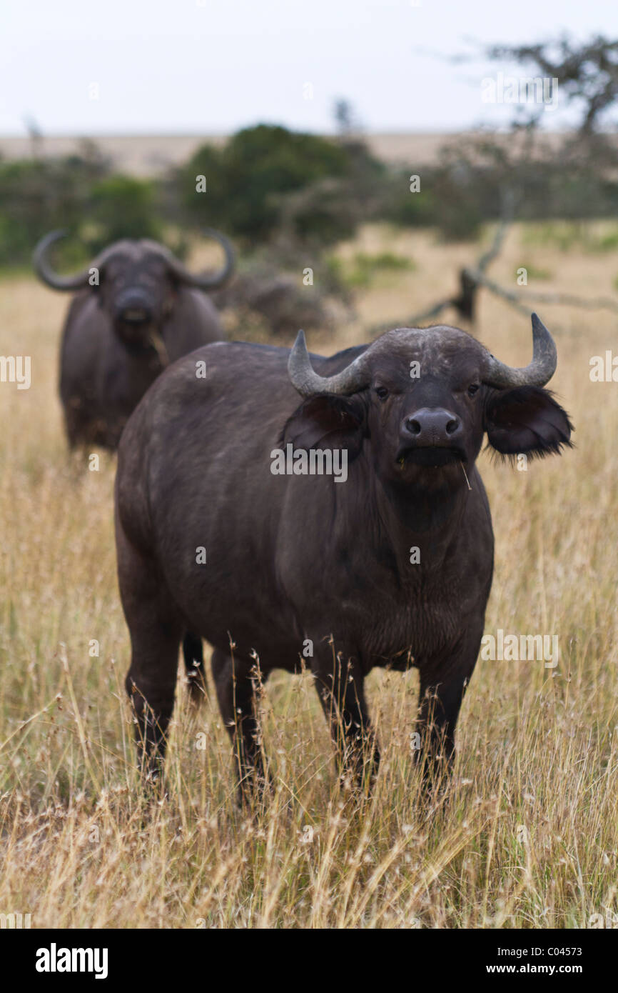 Two buffalo hi-res stock photography and images - Alamy