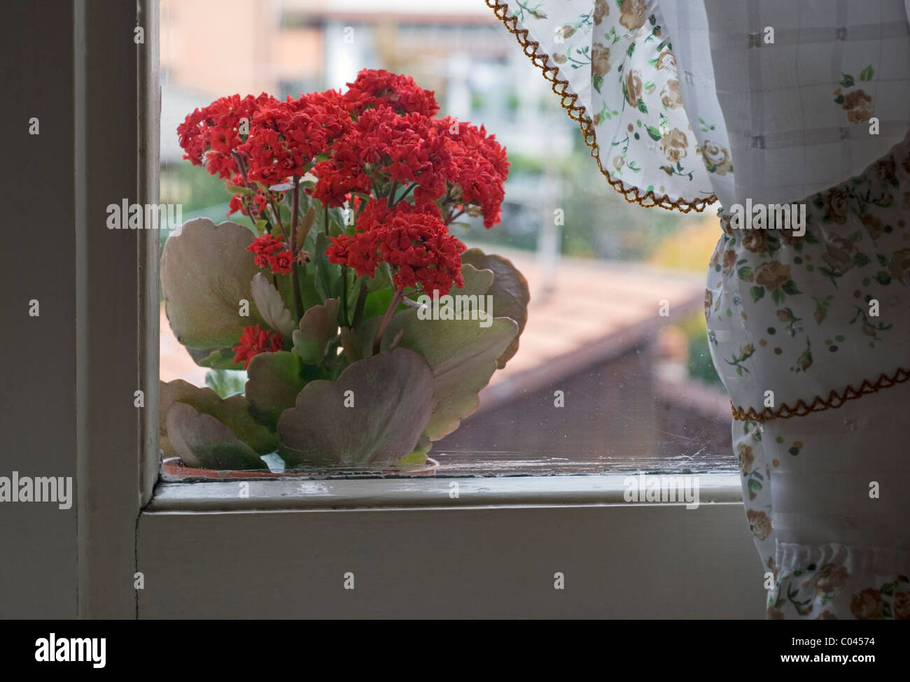 Flower behind curtain hi-res stock photography and images - Alamy