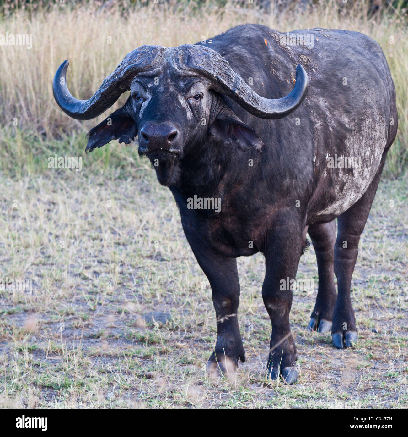 Cape Buffalo standing facing the camera. Face is muddied with mask like ...