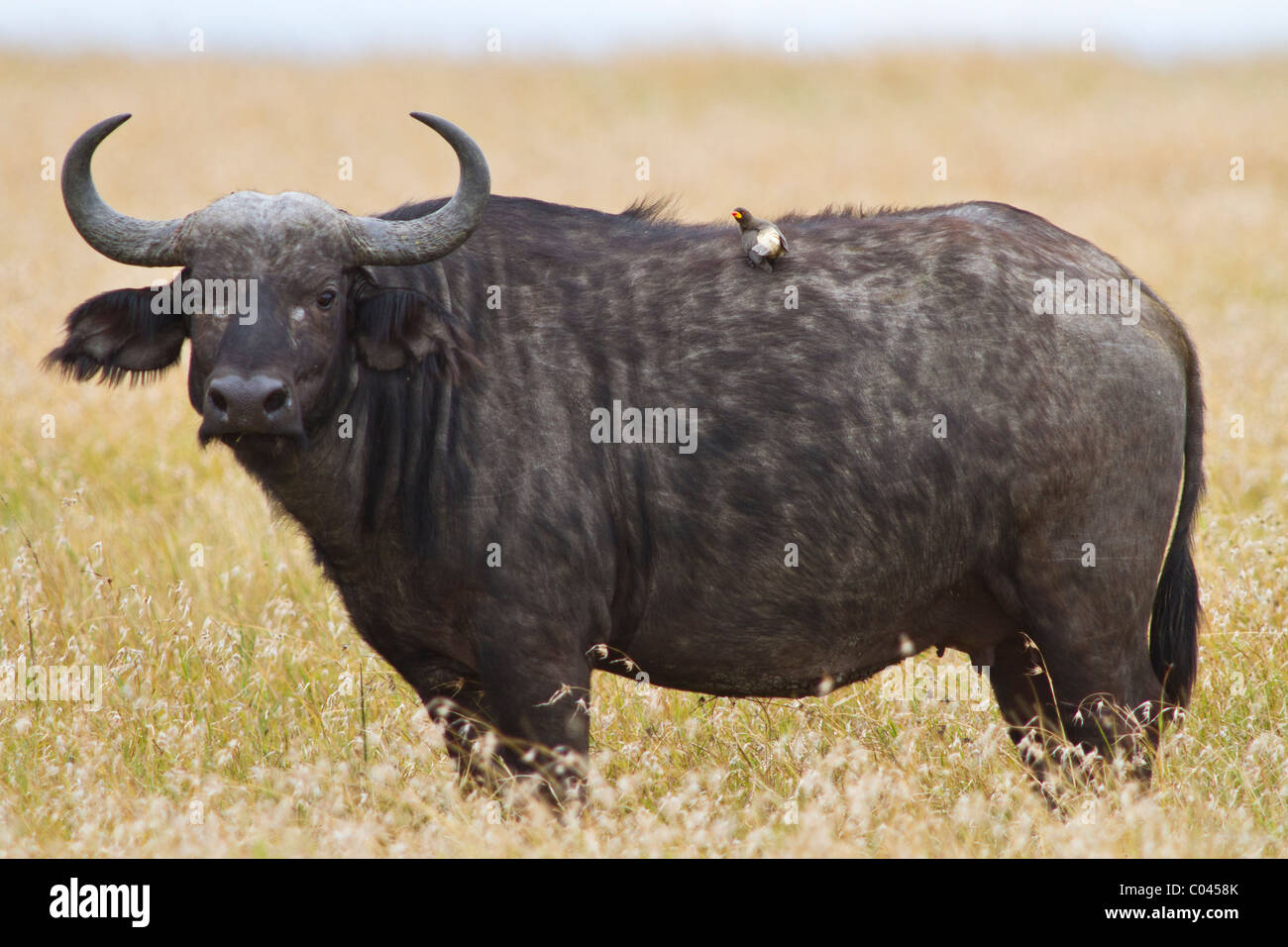 Cape buffalo seen from (it's) left flank. The animal is looking at the ...