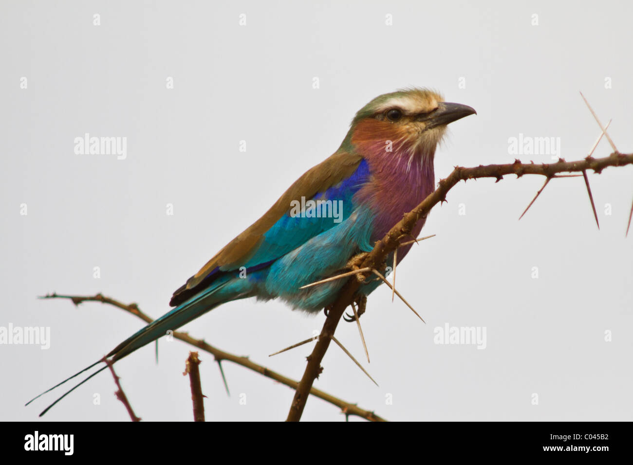 Lilac Breasted Roller in an acacia tree, Kenya. Bird is in profile ...