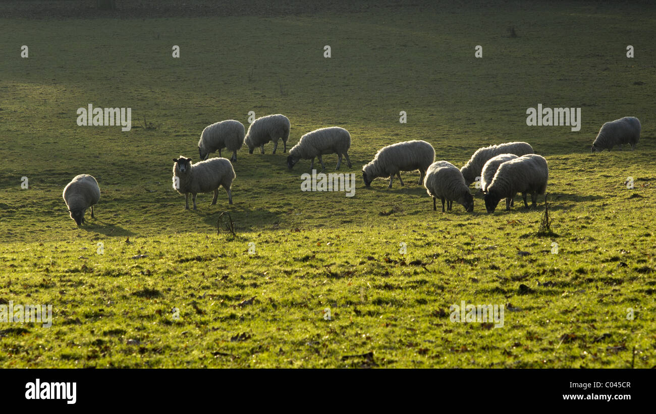 sheep field farm Stock Photo - Alamy