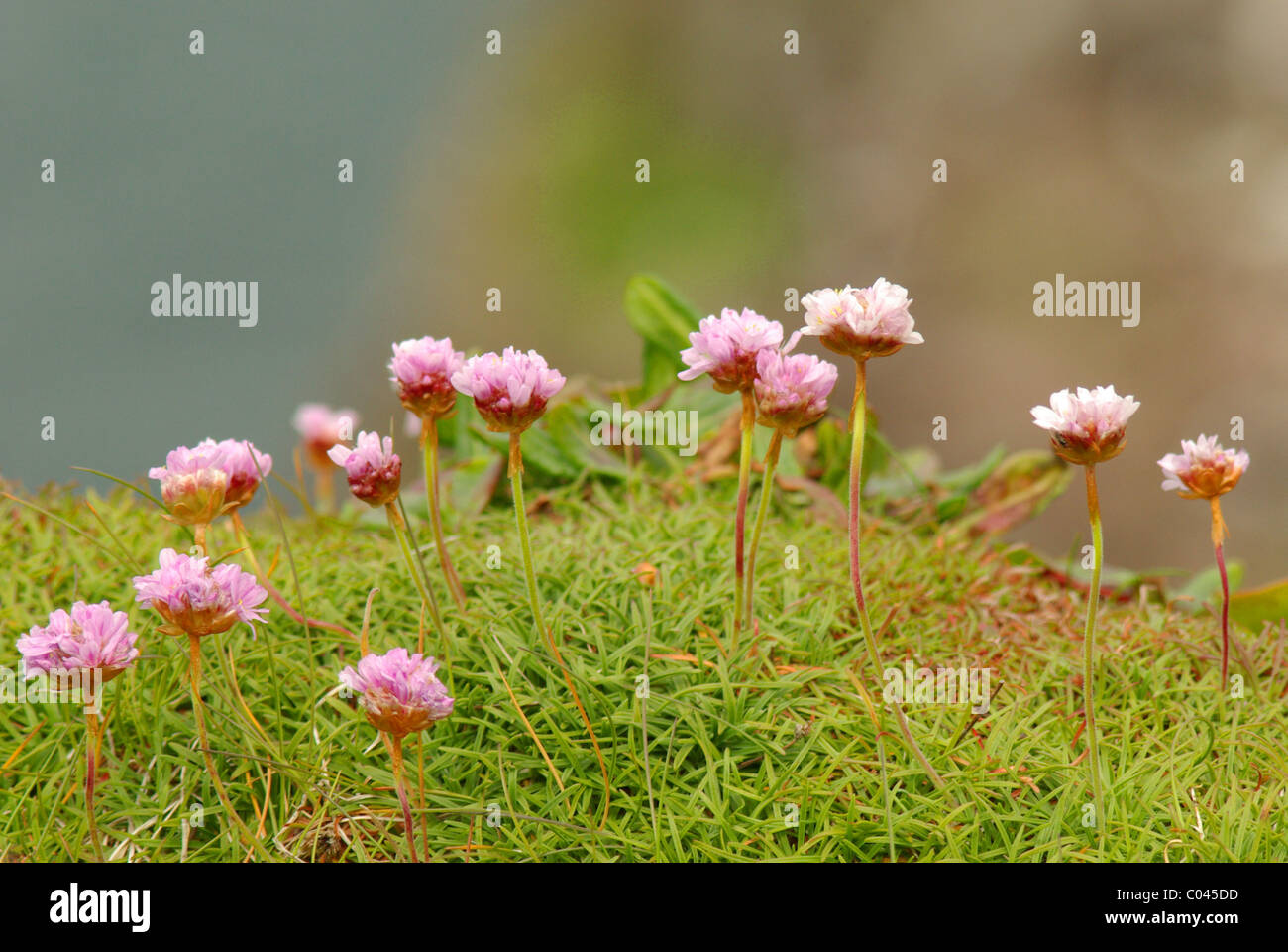 Pink thrift flowers hi-res stock photography and images - Alamy