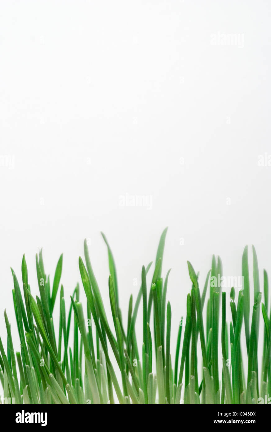 grass against white background Stock Photo - Alamy