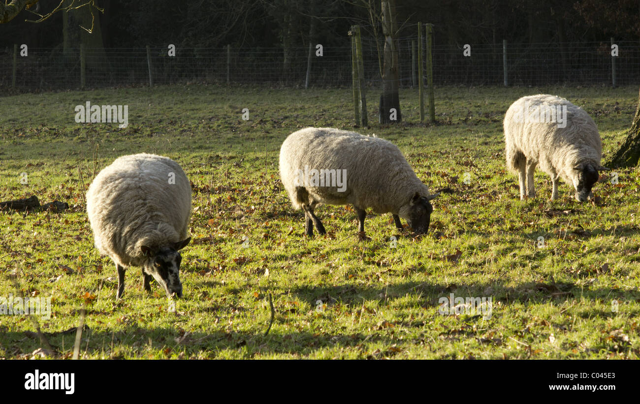 sheep field farm Stock Photo - Alamy