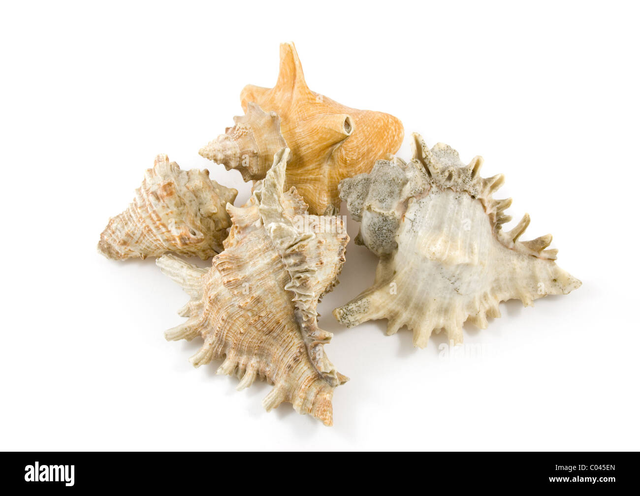 Seashells isolated on white background Stock Photo - Alamy