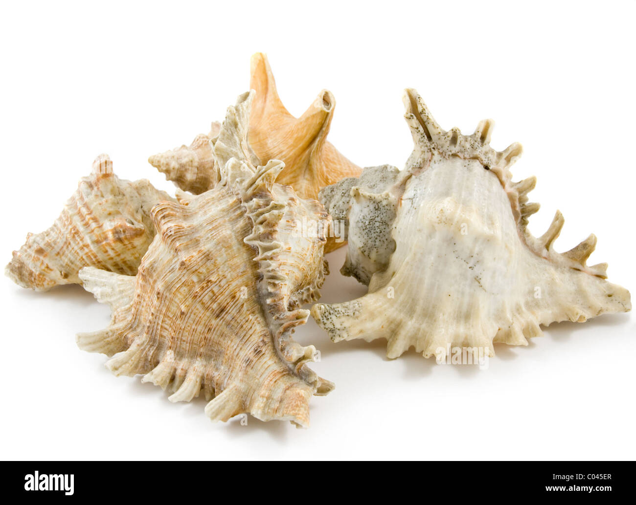 Seashells isolated on white background Stock Photo - Alamy