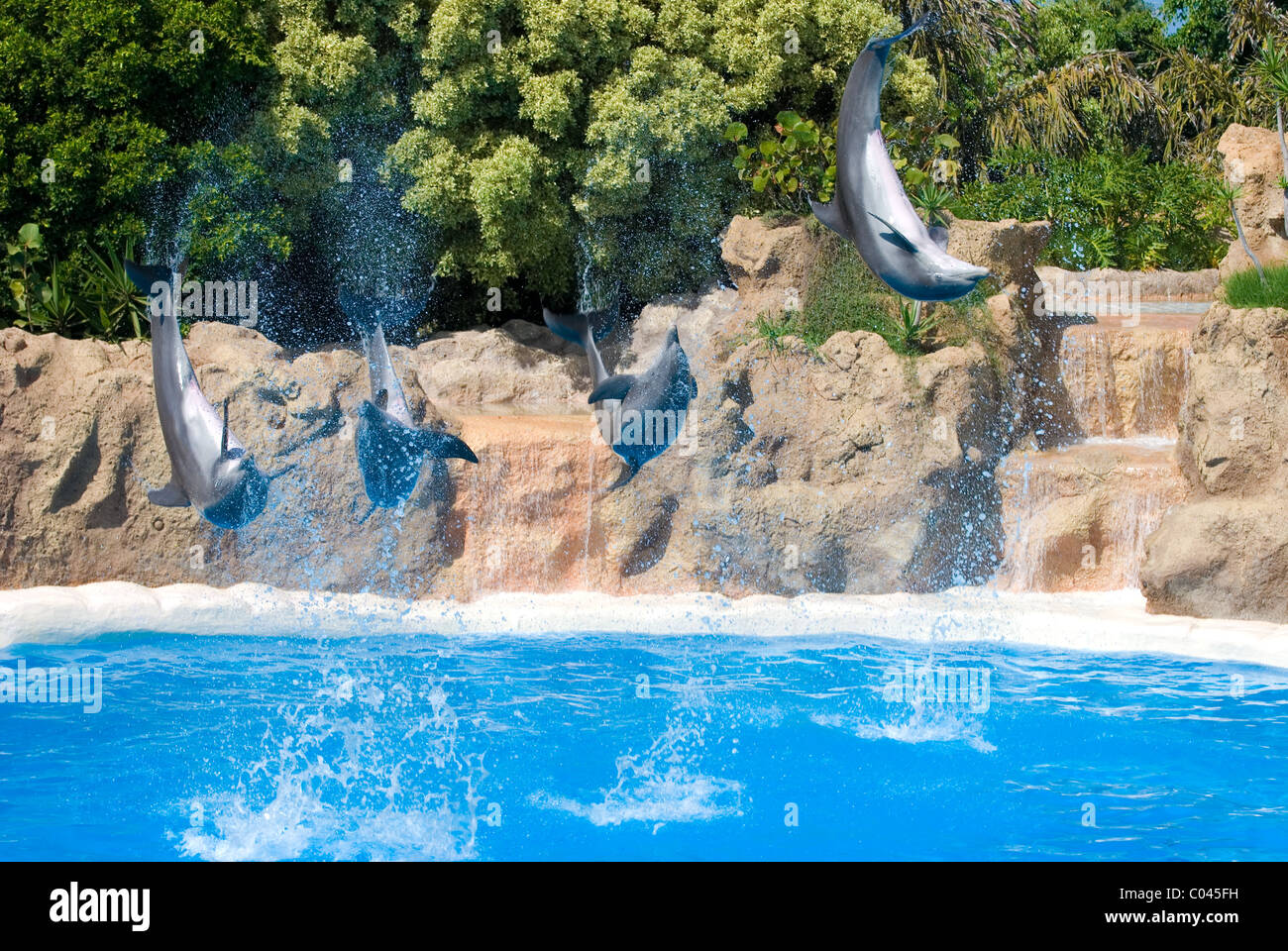 Dolphin jump circle hi-res stock photography and images - Alamy