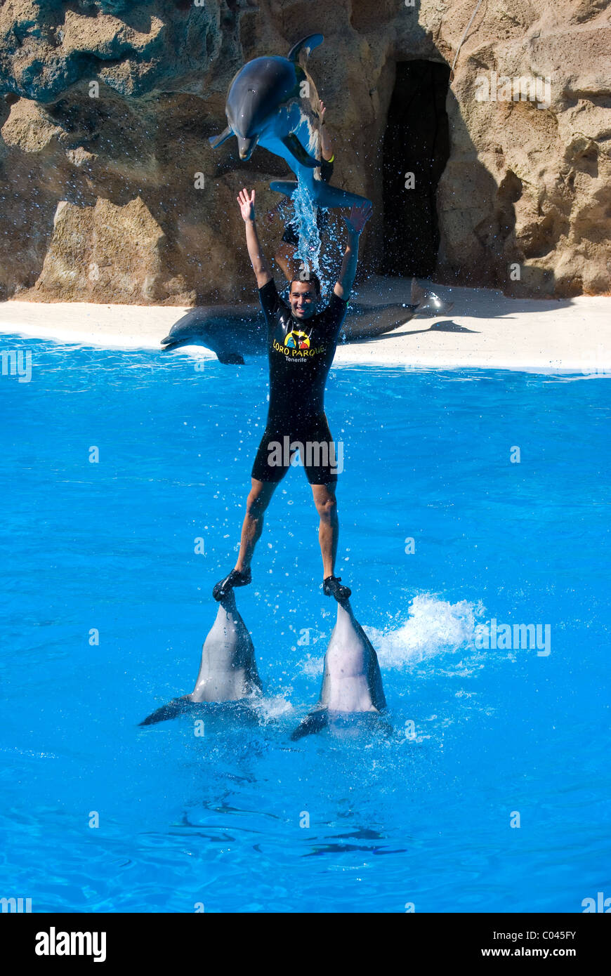 Training dolphins hi-res stock photography and images - Alamy