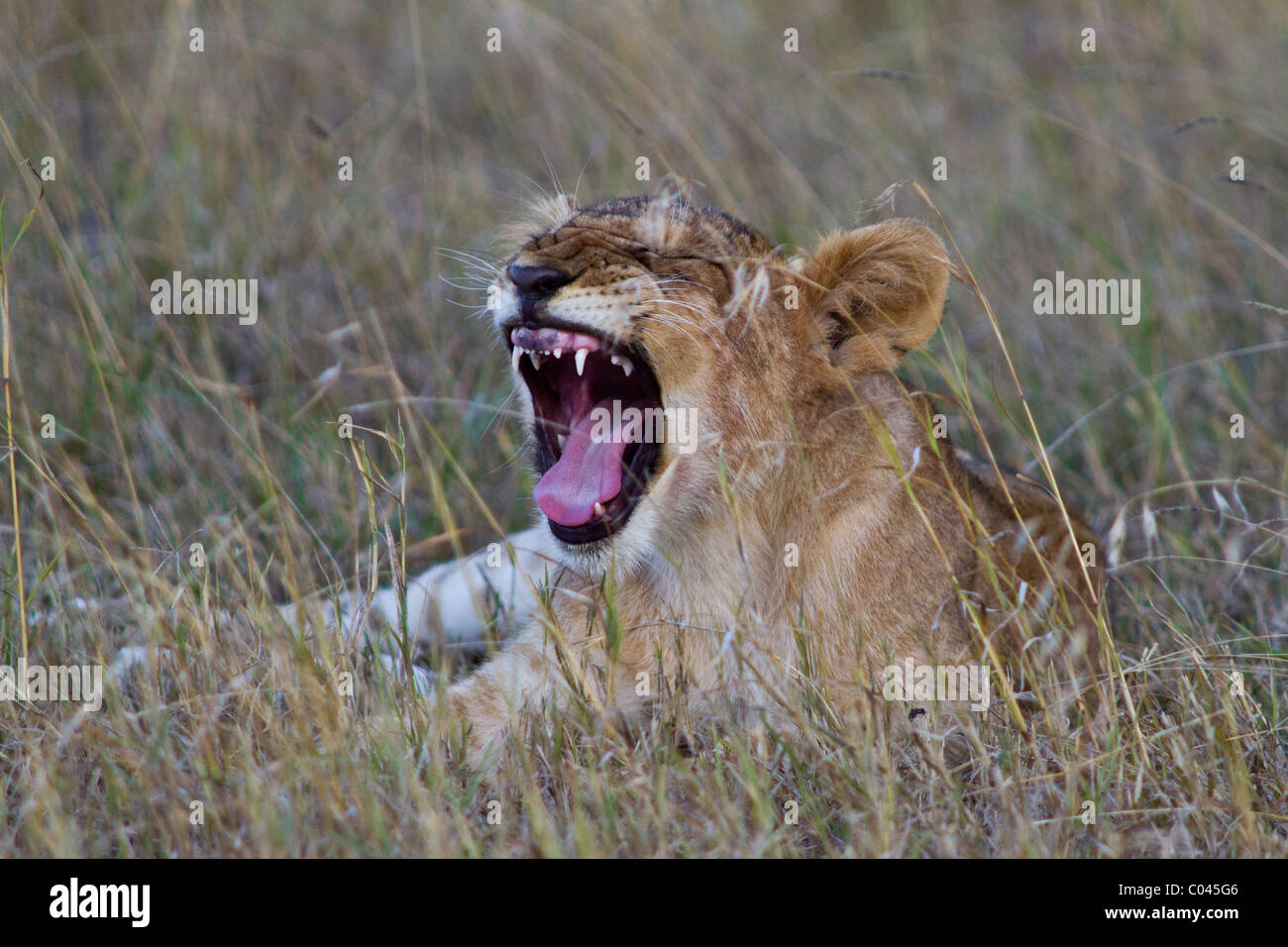 Kenyan lion hi-res stock photography and images - Alamy