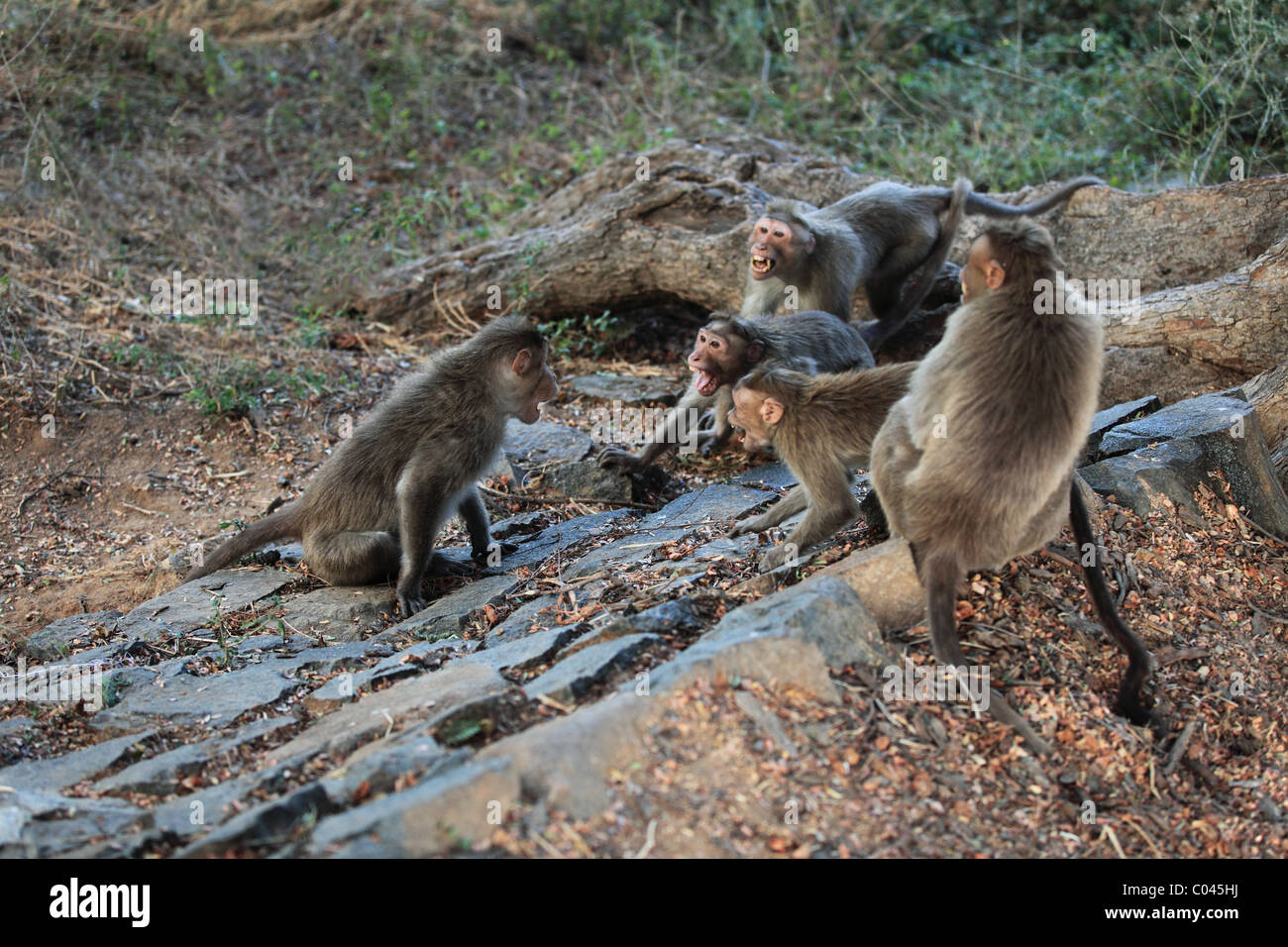 Aggressive monkeys hi-res stock photography and images - Alamy