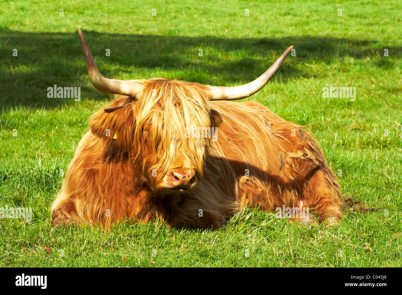 Highland Cow Scotland Stock Photo - Alamy