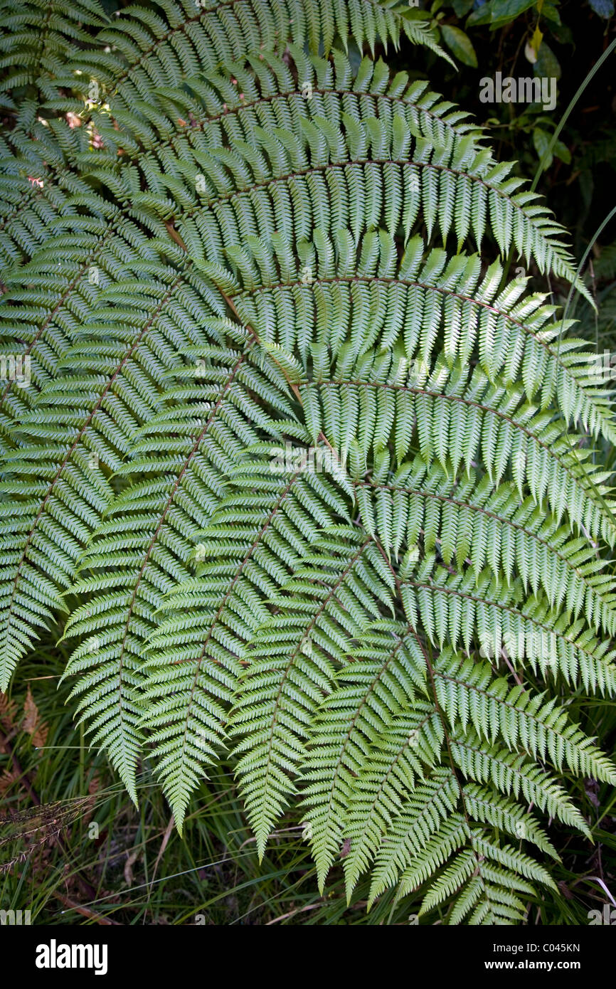 New zealand fern leaf hi-res stock photography and images - Alamy