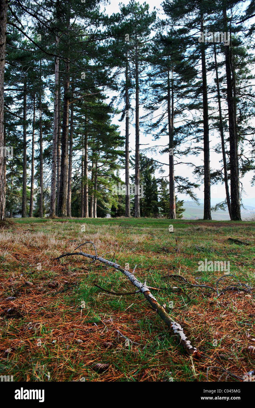 Group of large pine trees in the evening sunlight Stock Photo - Alamy