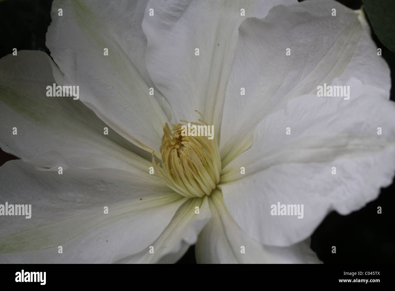 Cream white stamens hi-res stock photography and images - Alamy